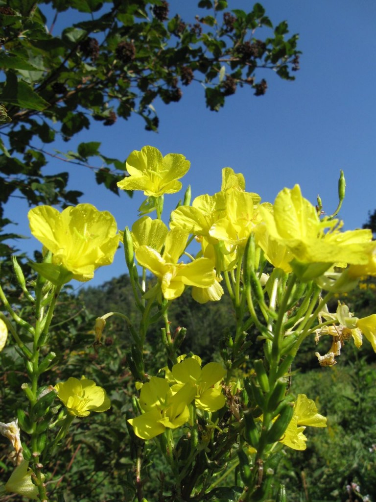 Evening Primrose