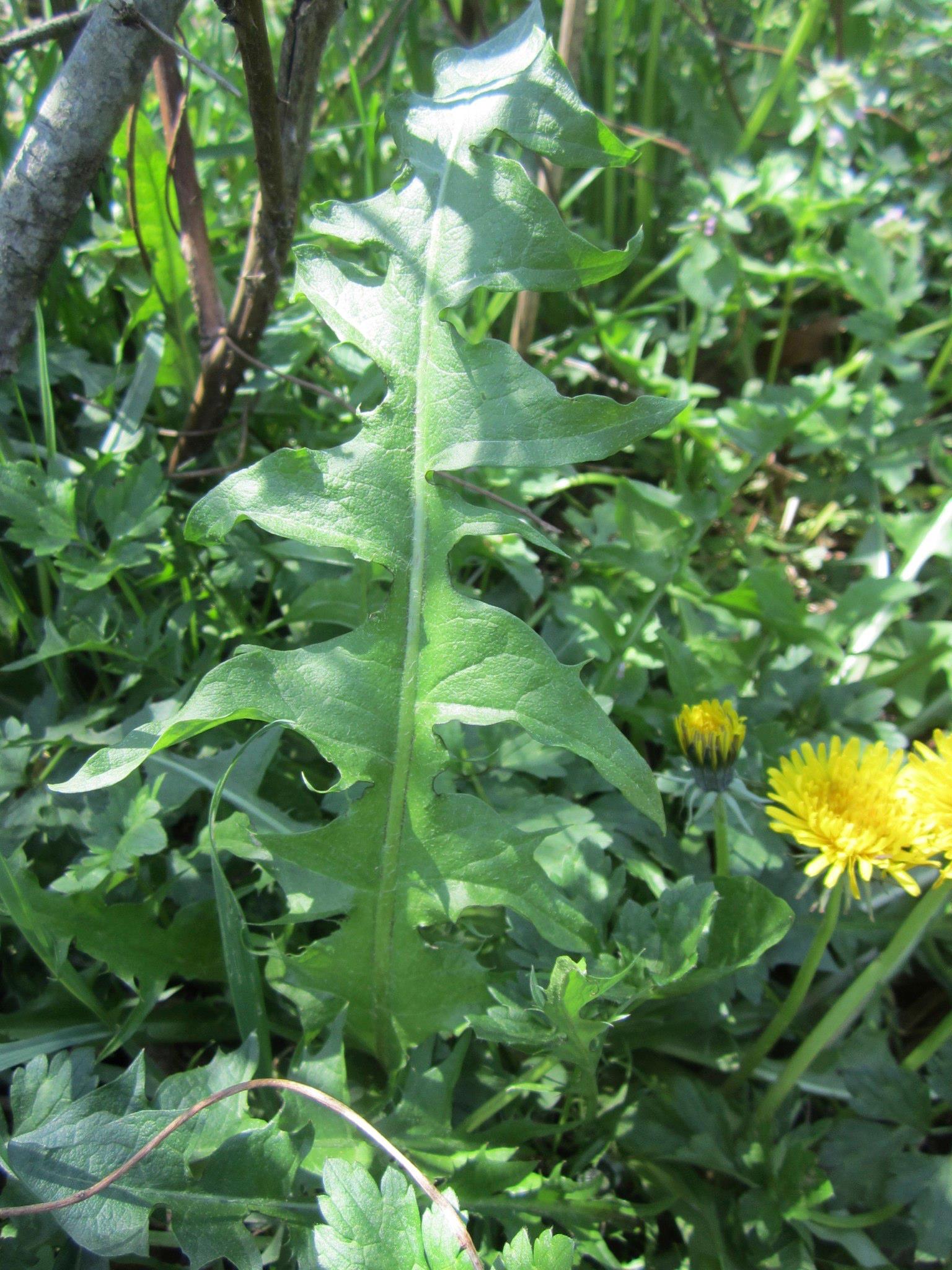 A Dandelion Celebration