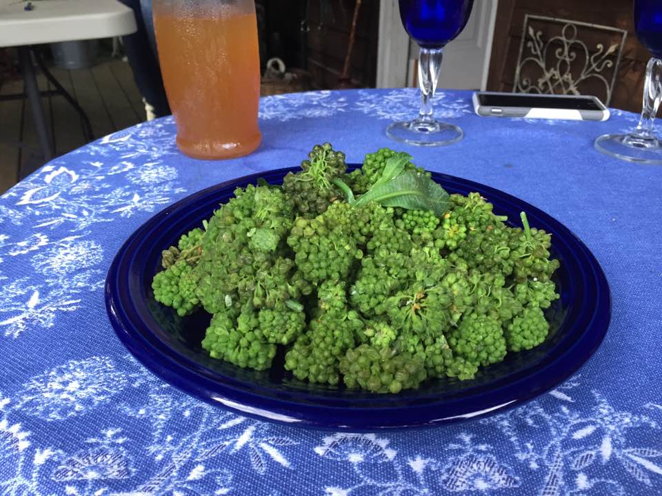 Milkweed Broccoli: flower buds