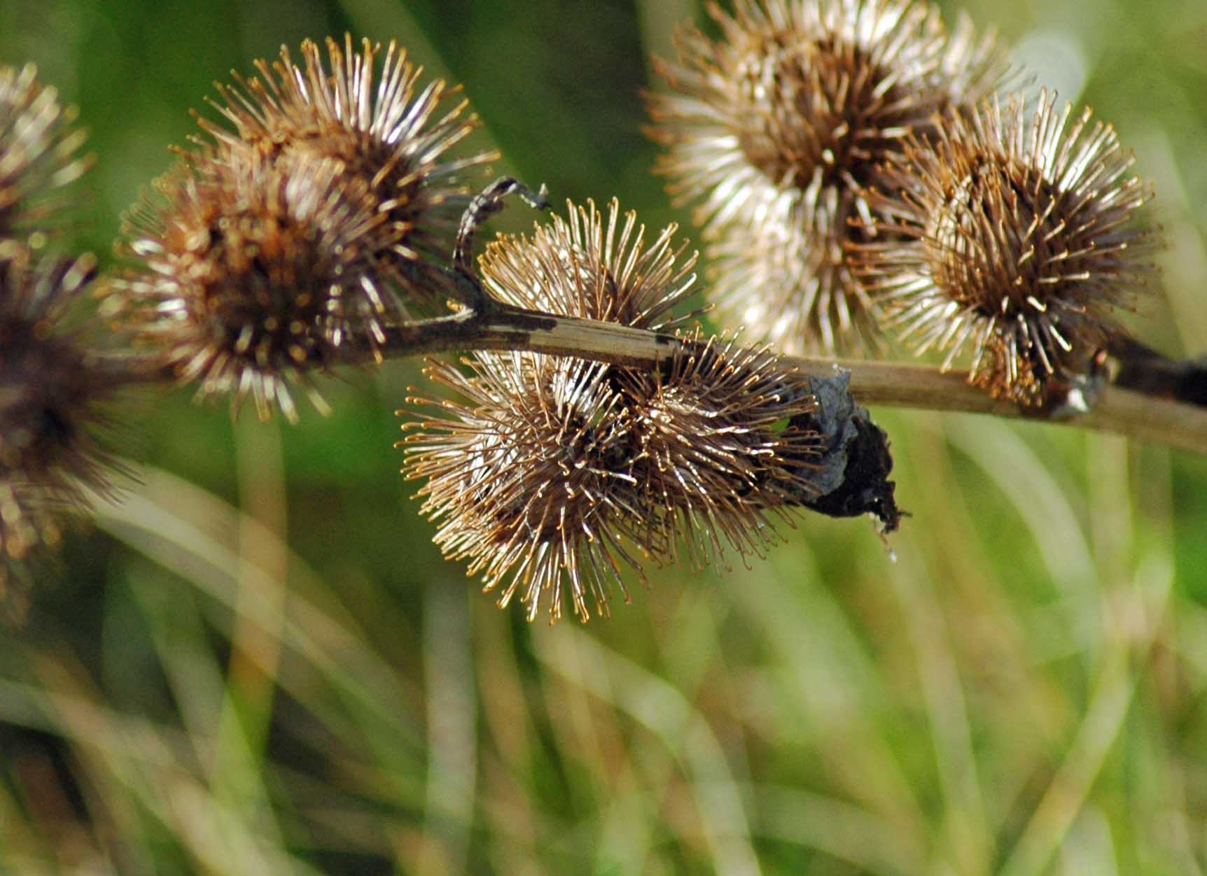 Curses and Blessings…BURdock