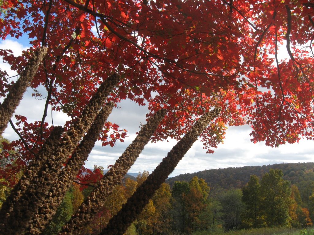Befriending Plants: Magnificent Mullein