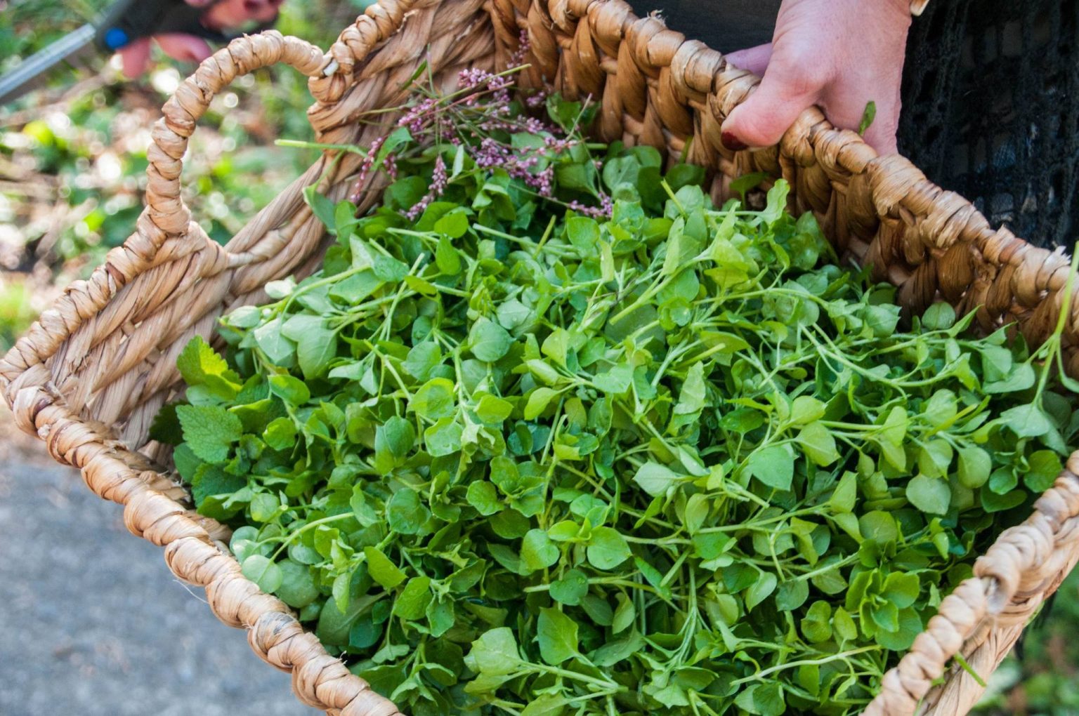 Wild Blessings Home – A learning resource that can help you get outside ...